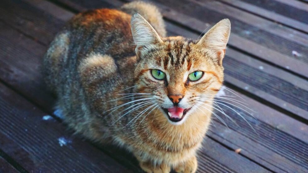 Cat Moaning: What It Means & What To Do | American Paws Club