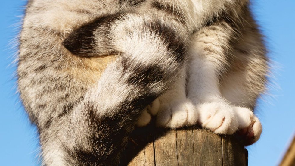 Cat Tail Twitching: What Your Cat is Trying to Tell You | American Paws ...