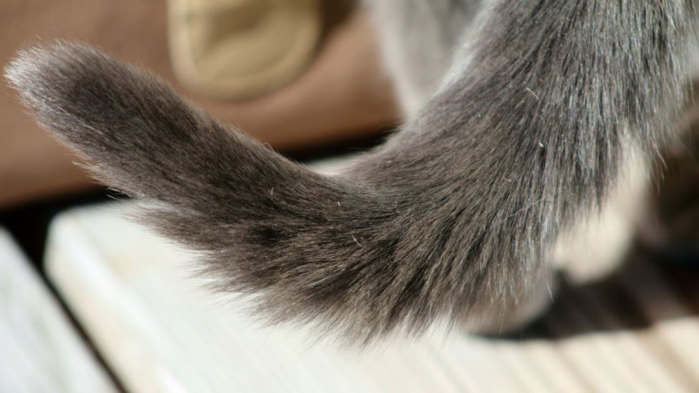 Cat Tail Twitching: What Your Cat is Trying to Tell You | American Paws Club