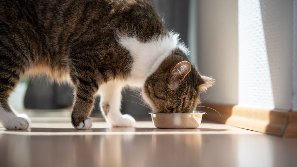 Is My Cat Too Skinny? Signs, Causes & What to Do | American Paws Club