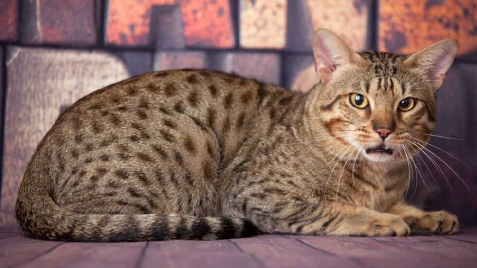 Types of Tabby Cats: Breeds & Traits | American Paws Club
