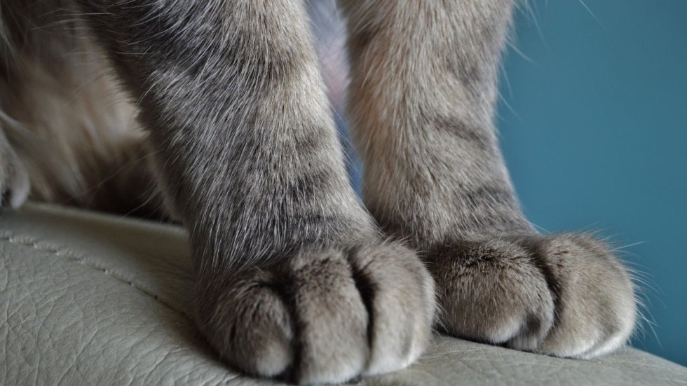 Cat Toe Beans: Explanation & Fun Facts About Paw Pads | American Paws Club