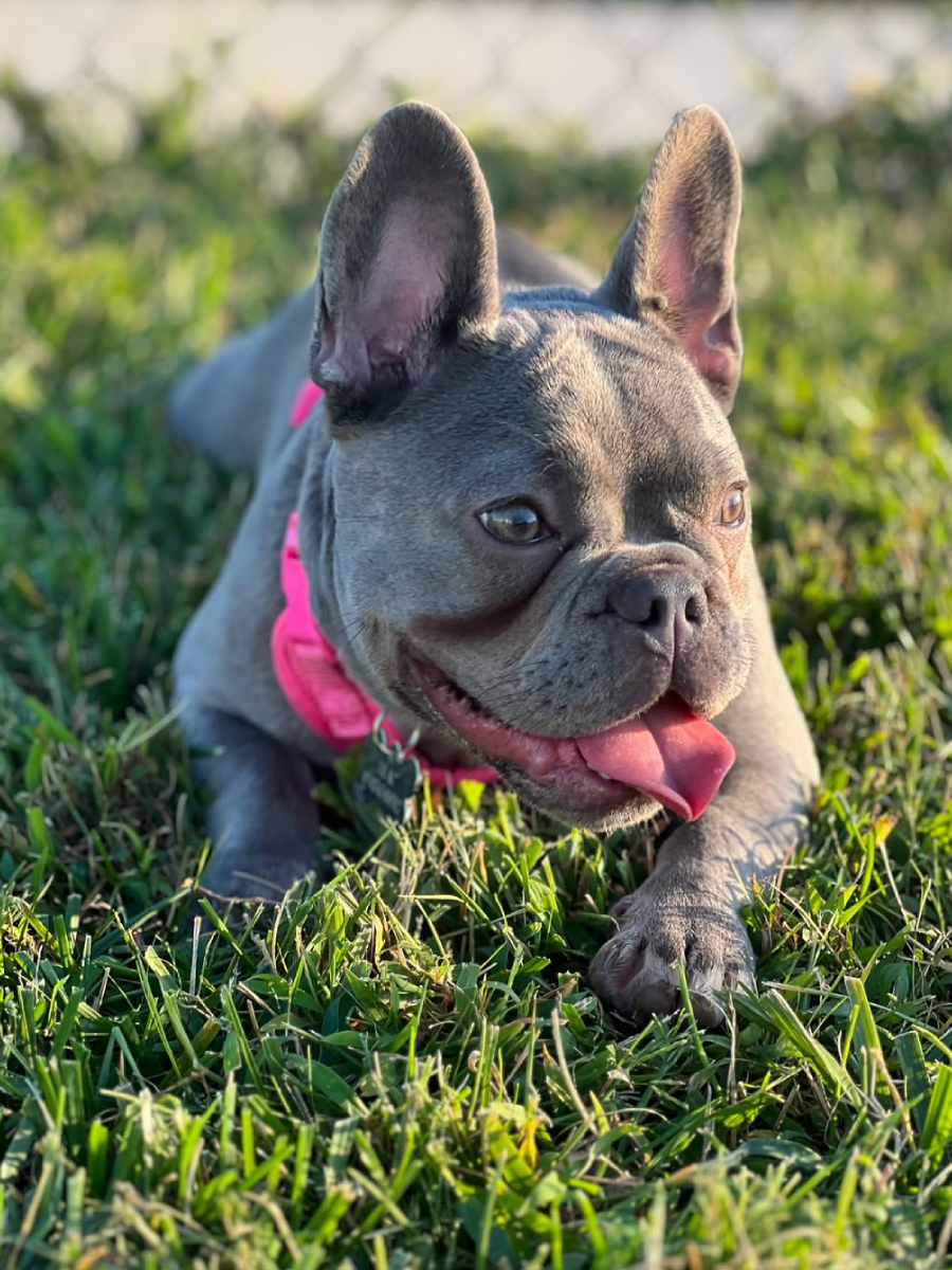 15 Cutest Small Dog Breeds (100+ Photos) | American Paws Club