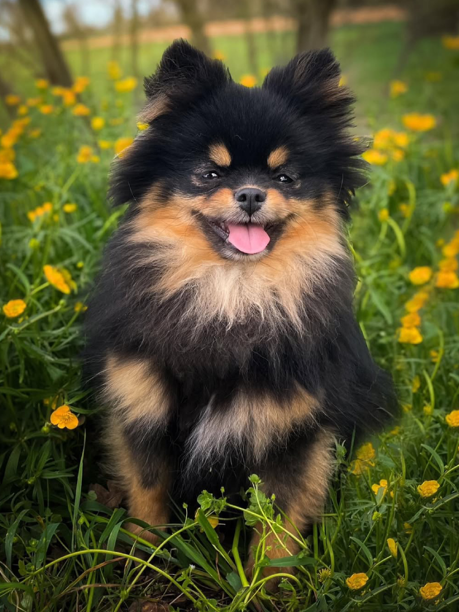 15 Cutest Small Dog Breeds (100+ Photos) | American Paws Club