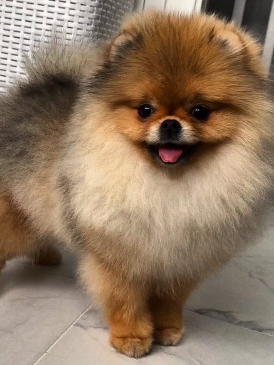 15 Cutest Small Dog Breeds (100+ Photos) | American Paws Club