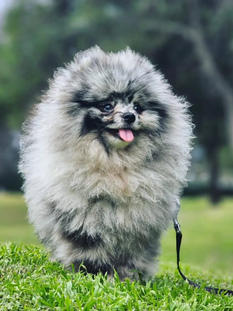 15 Cutest Small Dog Breeds (100+ Photos) | American Paws Club