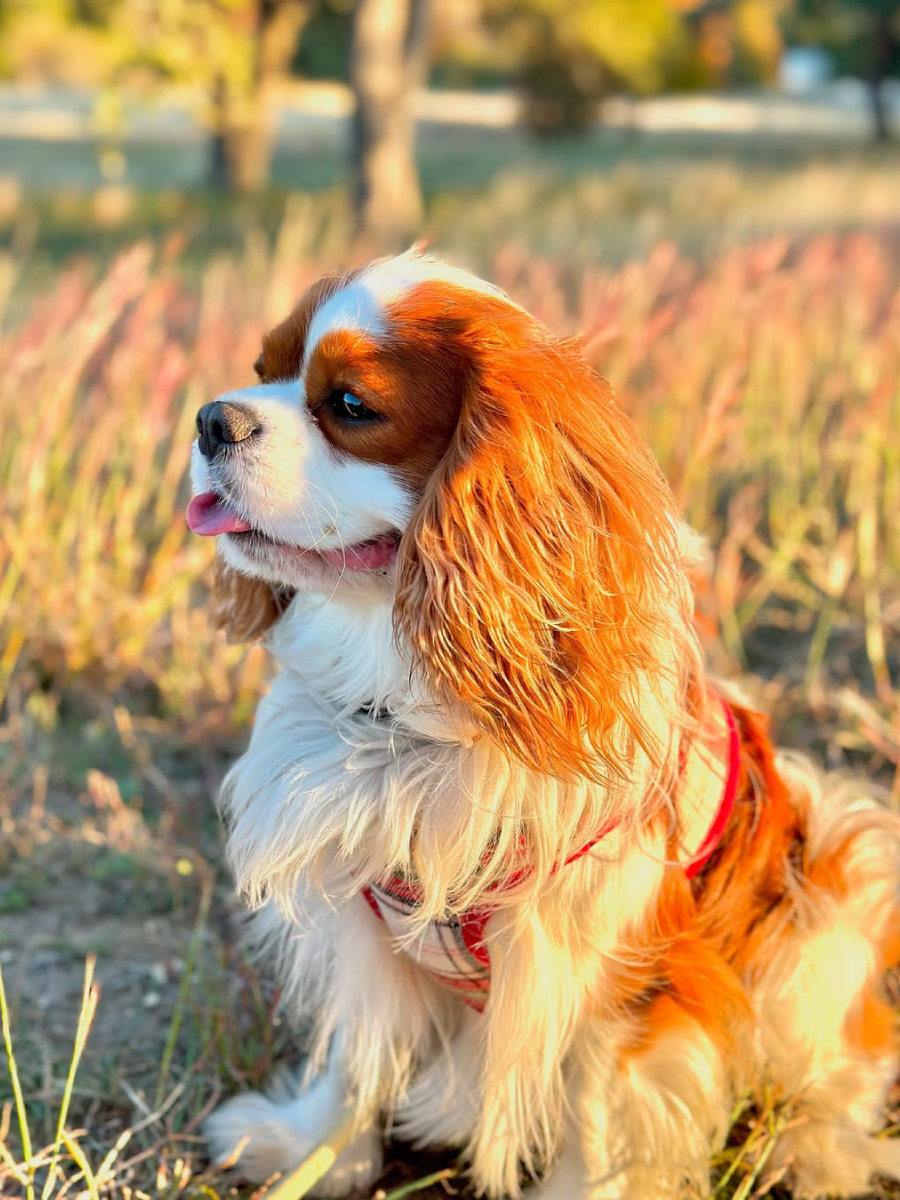 15 Cutest Small Dog Breeds (100+ Photos) | American Paws Club