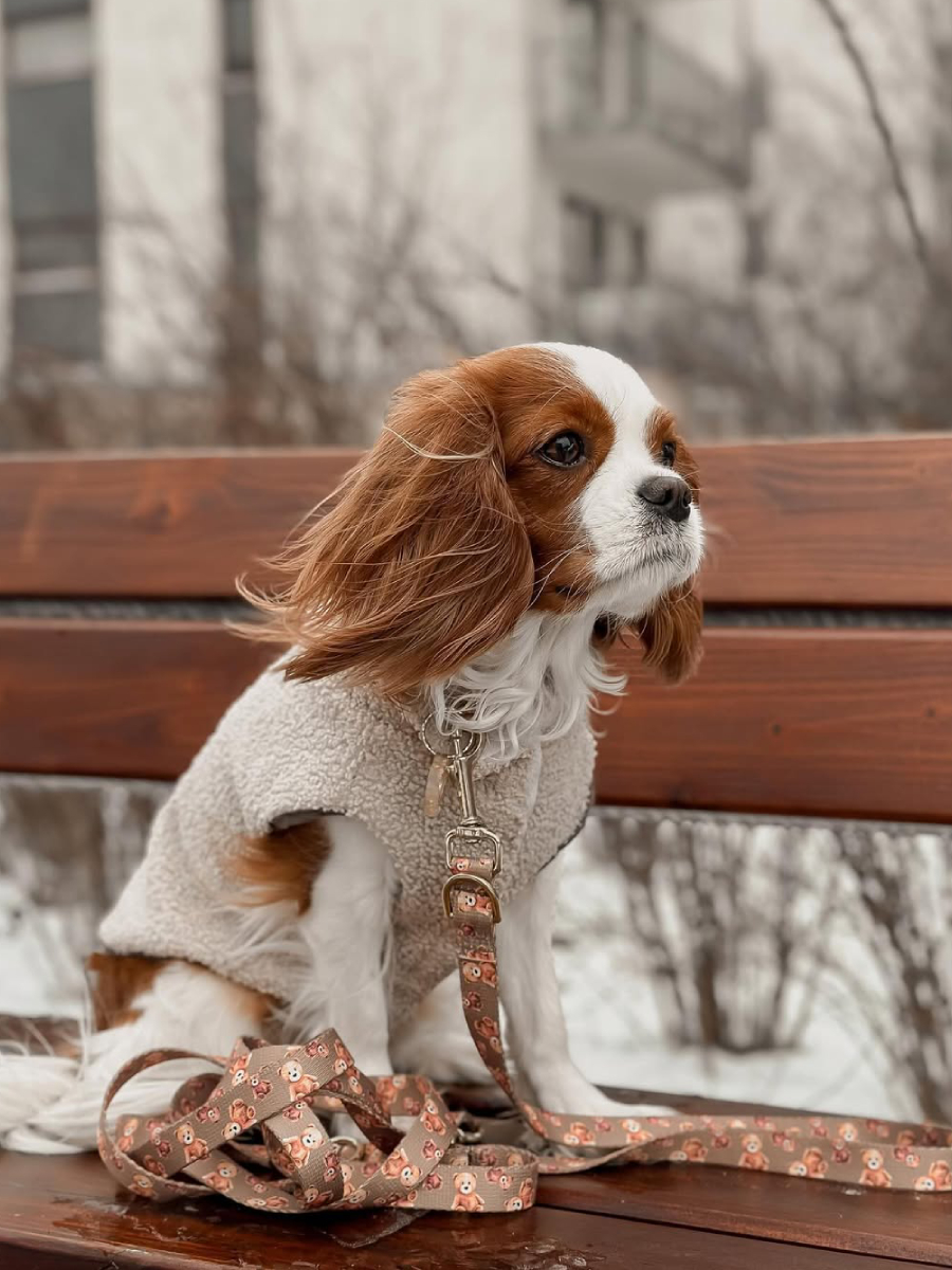 15 Cutest Small Dog Breeds (100+ Photos) | American Paws Club