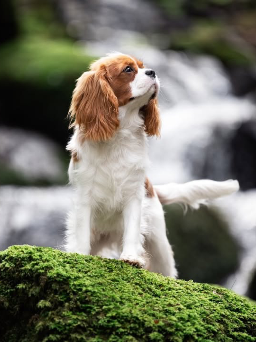 15 Cutest Small Dog Breeds (100+ Photos) | American Paws Club