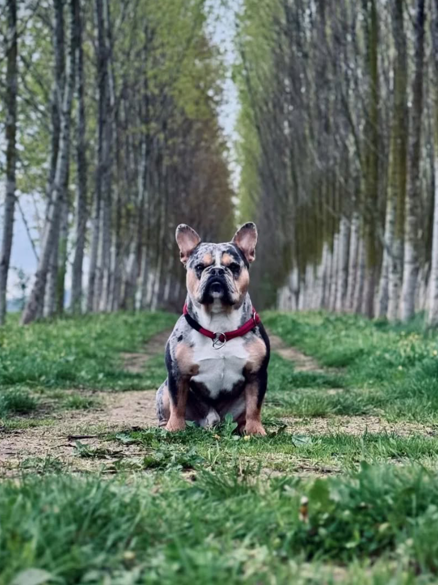 15 Cutest Small Dog Breeds (100+ Photos) | American Paws Club