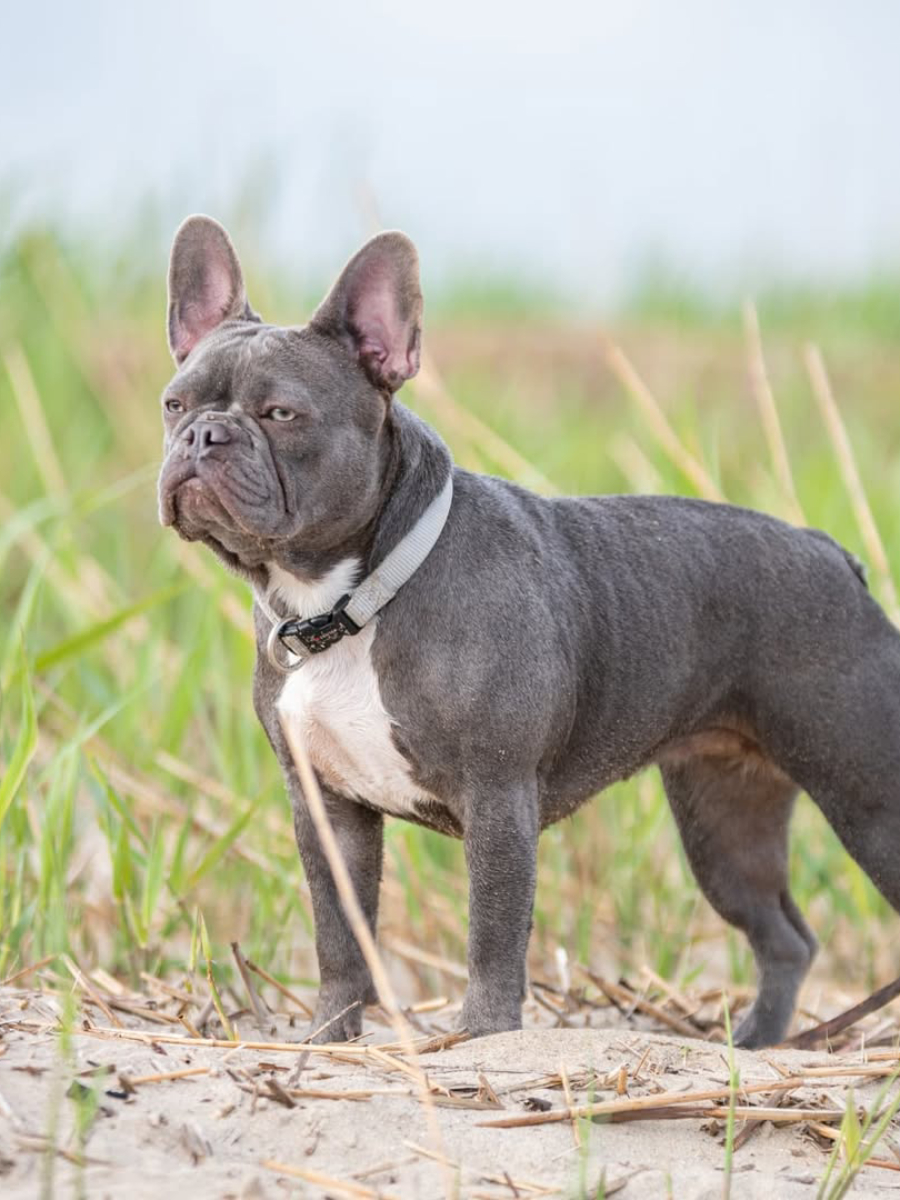 15 Cutest Small Dog Breeds (100+ Photos) | American Paws Club