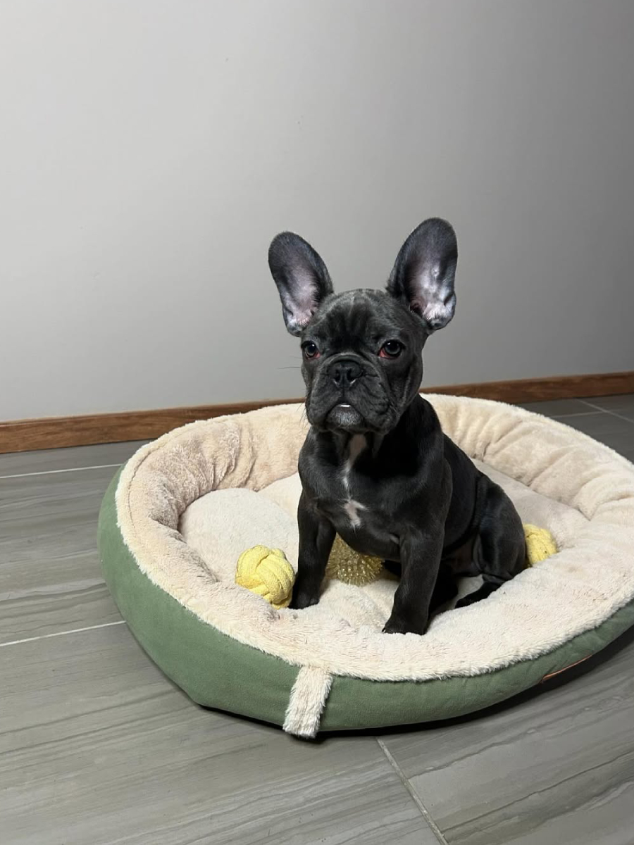 15 Cutest Small Dog Breeds (100+ Photos) | American Paws Club