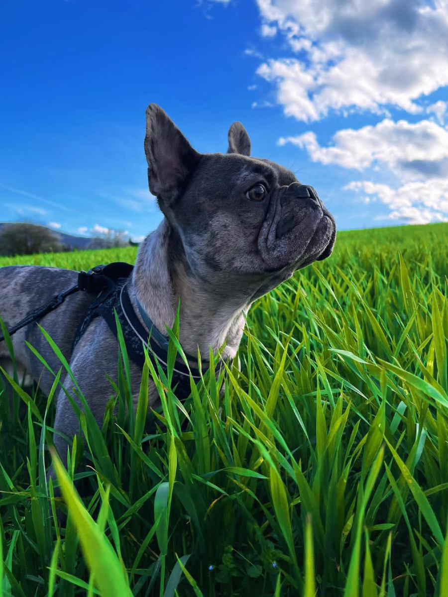 15 Cutest Small Dog Breeds (100+ Photos) | American Paws Club