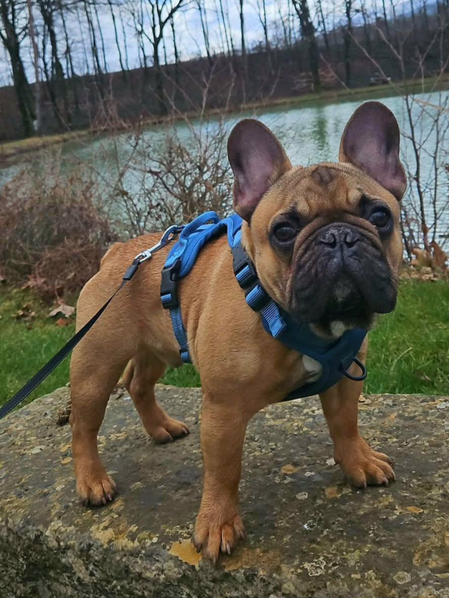 15 Cutest Small Dog Breeds (100+ Photos) | American Paws Club