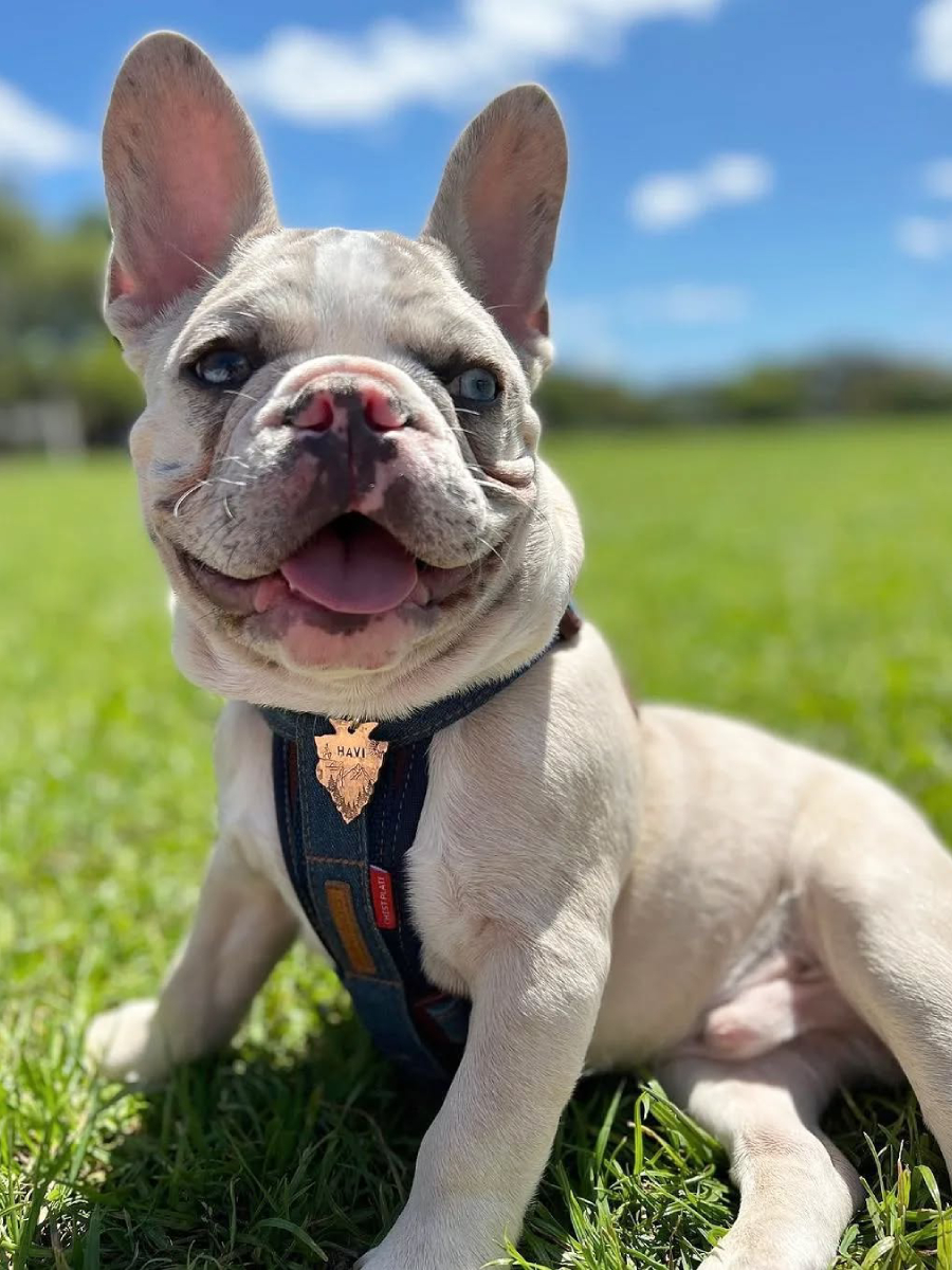 15 Cutest Small Dog Breeds (100+ Photos) | American Paws Club