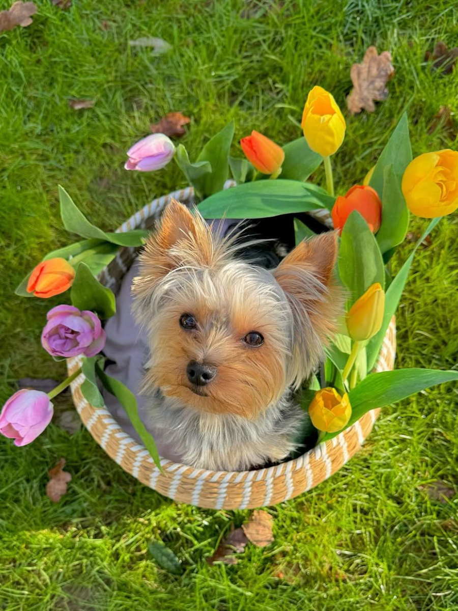 15 Cutest Small Dog Breeds (100+ Photos) | American Paws Club