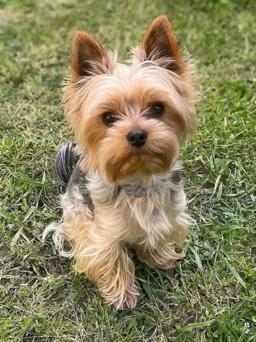 15 Cutest Small Dog Breeds (100+ Photos) | American Paws Club