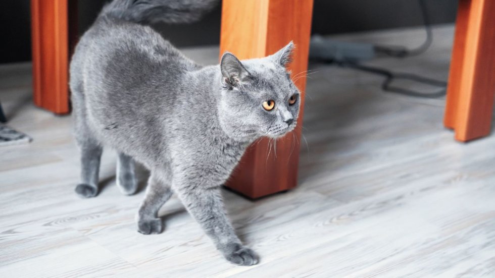 How Long Do Cats Stay in Heat + What to Expect | American Paws Club