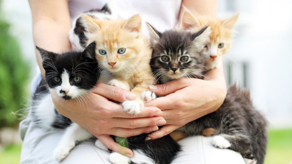 How to Become a Cat Breeder: A Warm Start Guide | American Paws Club