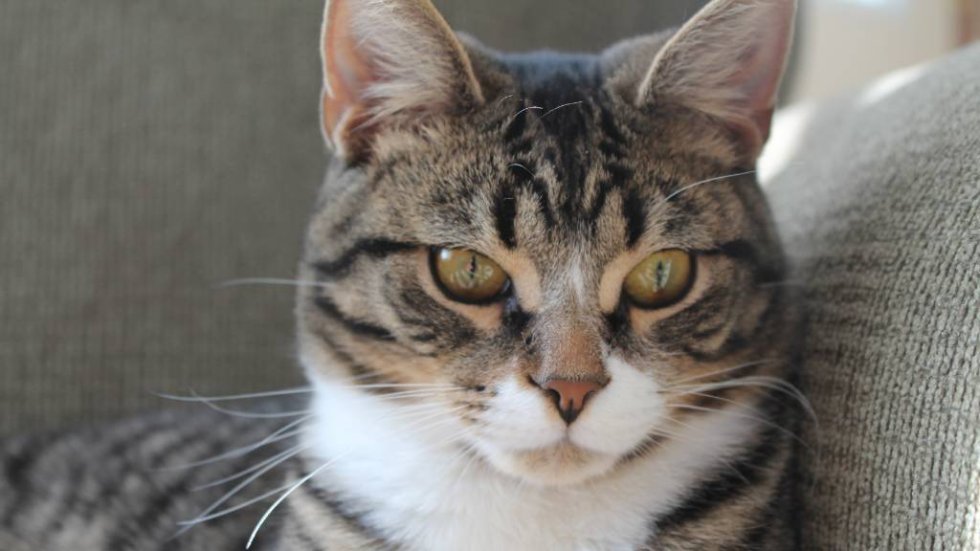 130 Tabby Cat Names That Stand Out Instantly | American Paws Club
