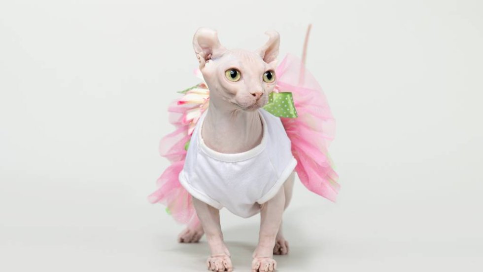 Short Legged Cat Breeds: Top List | American Paws Club