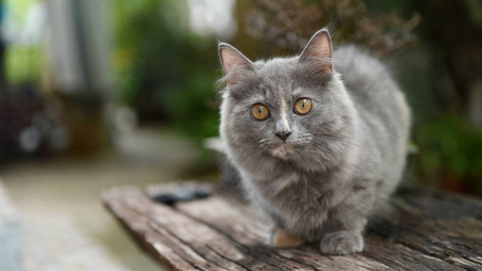 Short Legged Cat Breeds: Top List | American Paws Club