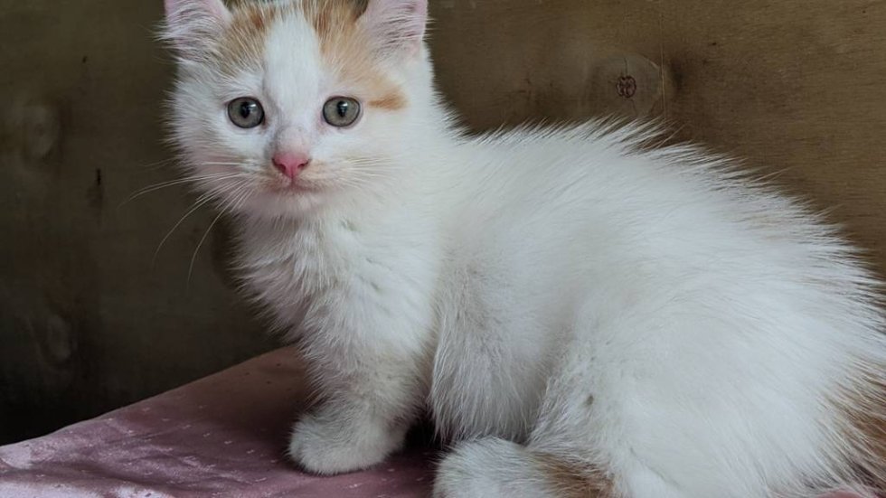 Short Legged Cat Breeds: Top List | American Paws Club