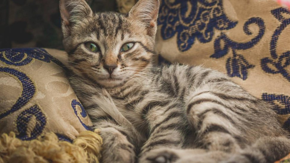 130 Tabby Cat Names That Stand Out Instantly | American Paws Club