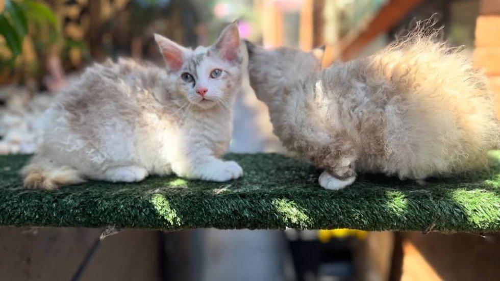 Short Legged Cat Breeds: Top List | American Paws Club