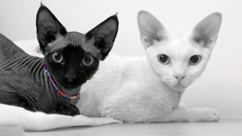 100+ Best Twin Cat Names for Charming Feline Duos | American Paws Club