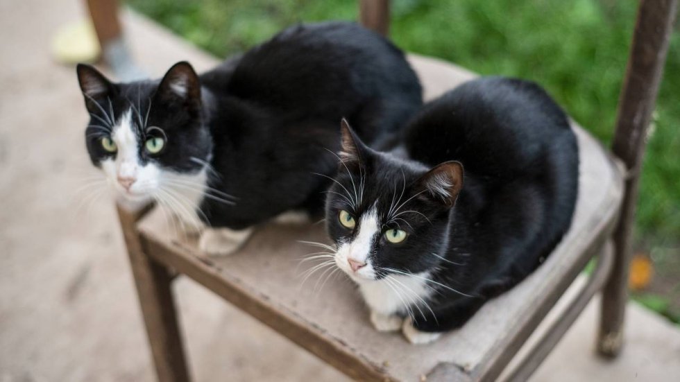 100+ Best Twin Cat Names for Charming Feline Duos | American Paws Club