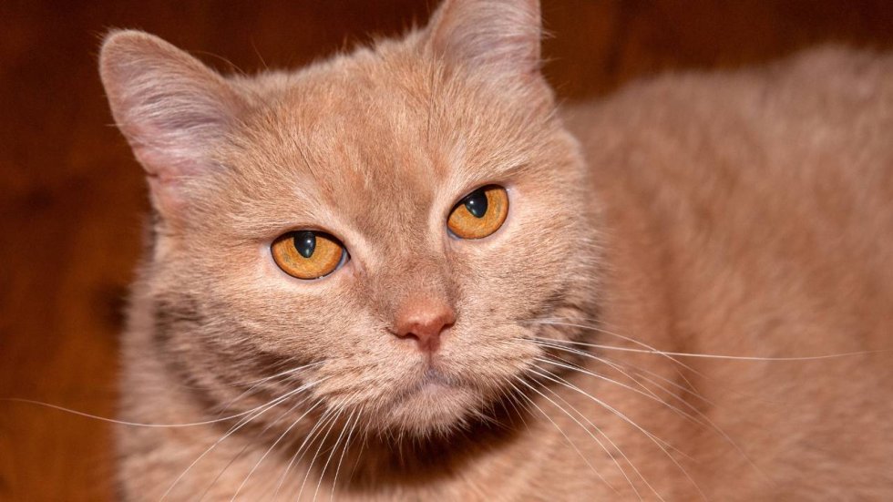 15 Rare Cat Colors | American Paws Club