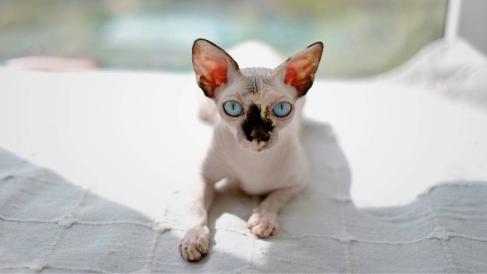 Weird Looking Cat Breeds: 15 Strange Pets | American Paws Club