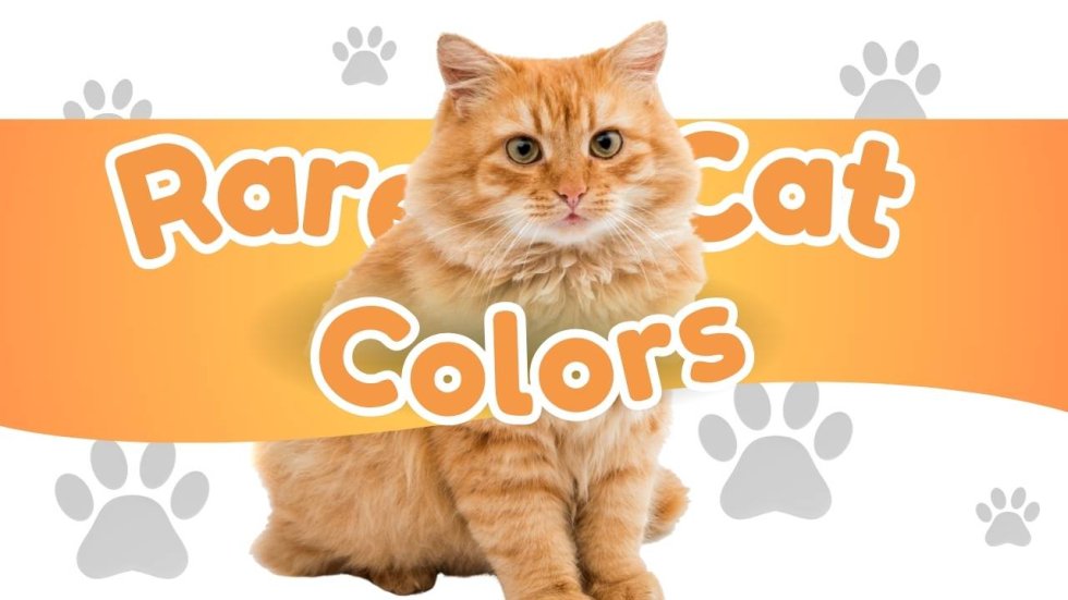 Rare Cat Colors: Top Patterns & Shades | American Paws Club