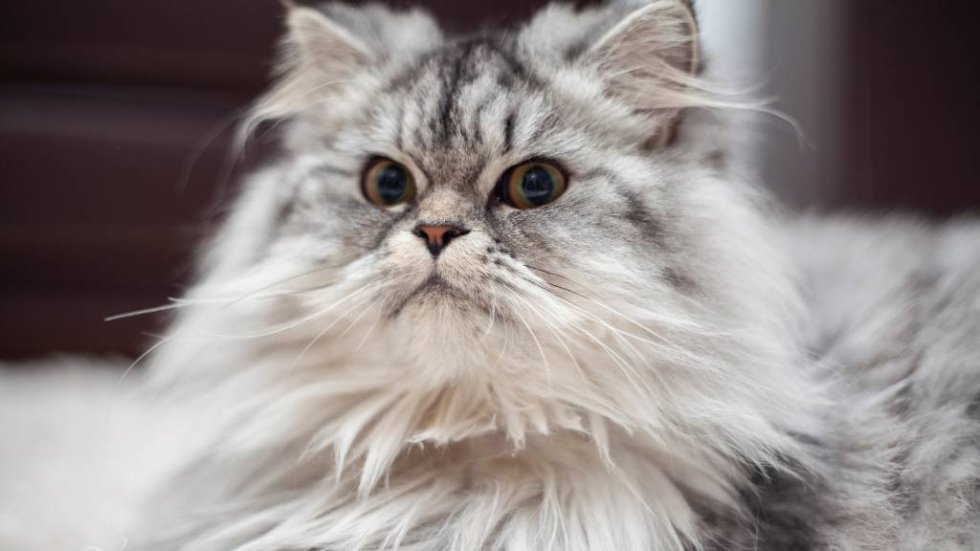 Weird Looking Cat Breeds: 15 Strange Pets | American Paws Club