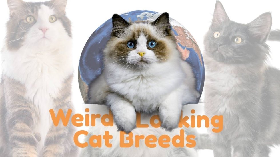 Weird Looking Cat Breeds: 15 Strange Pets | American Paws Club