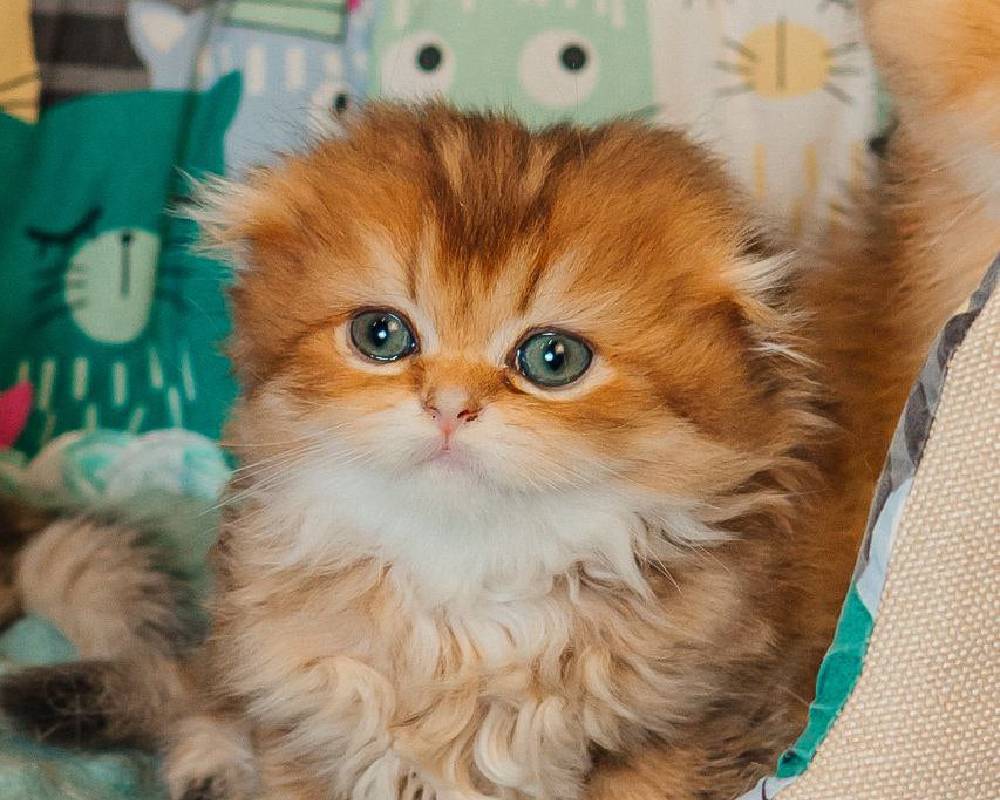 Zarina | American Paws Club